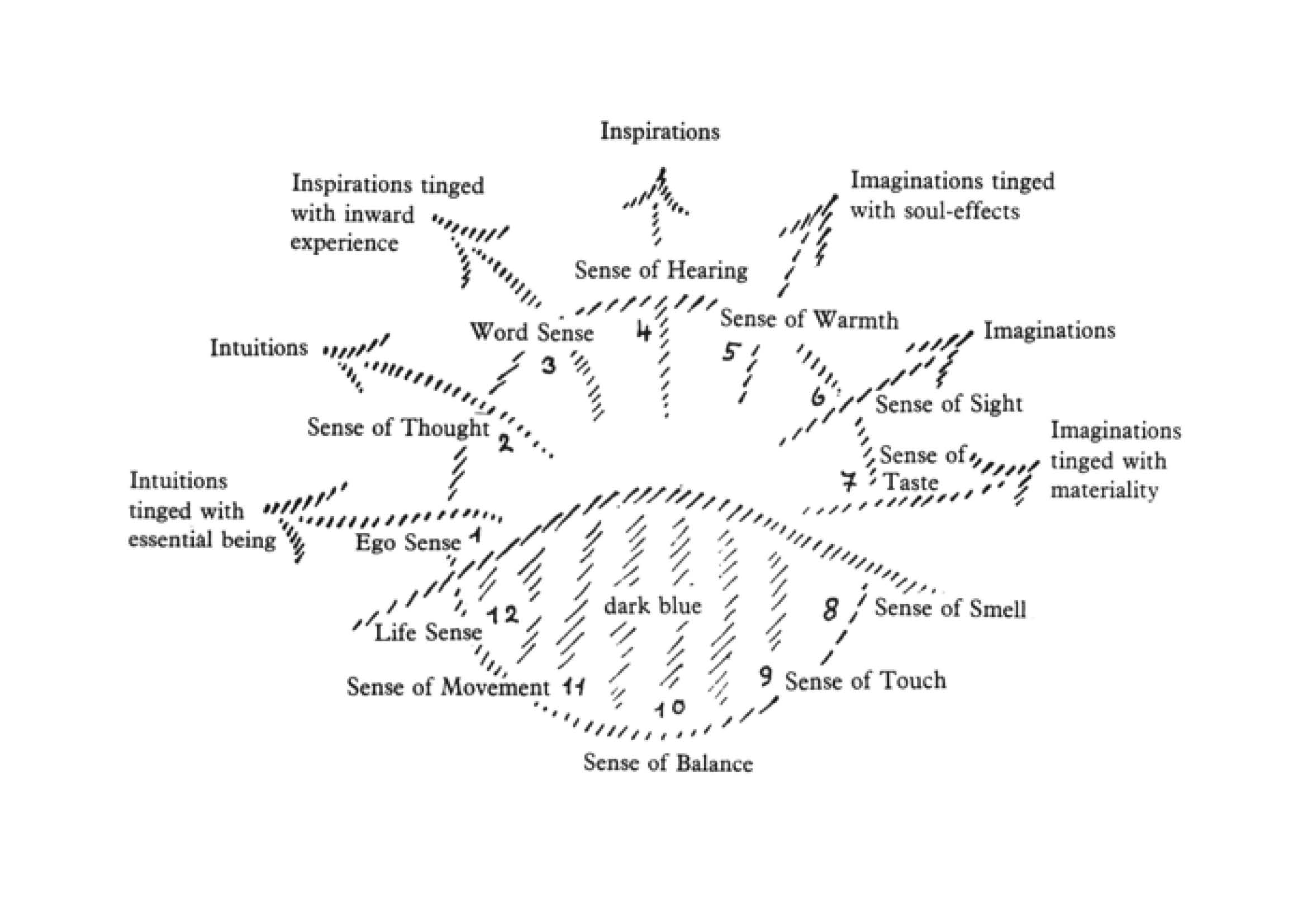 The 12 Senses – The Steiner Connection